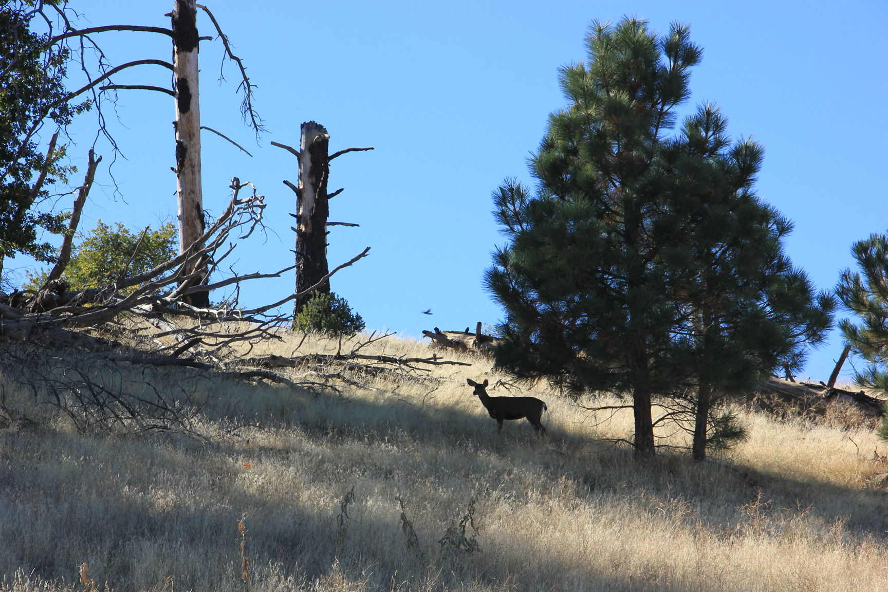 Cuyamaca Rancho State Park | Explore California